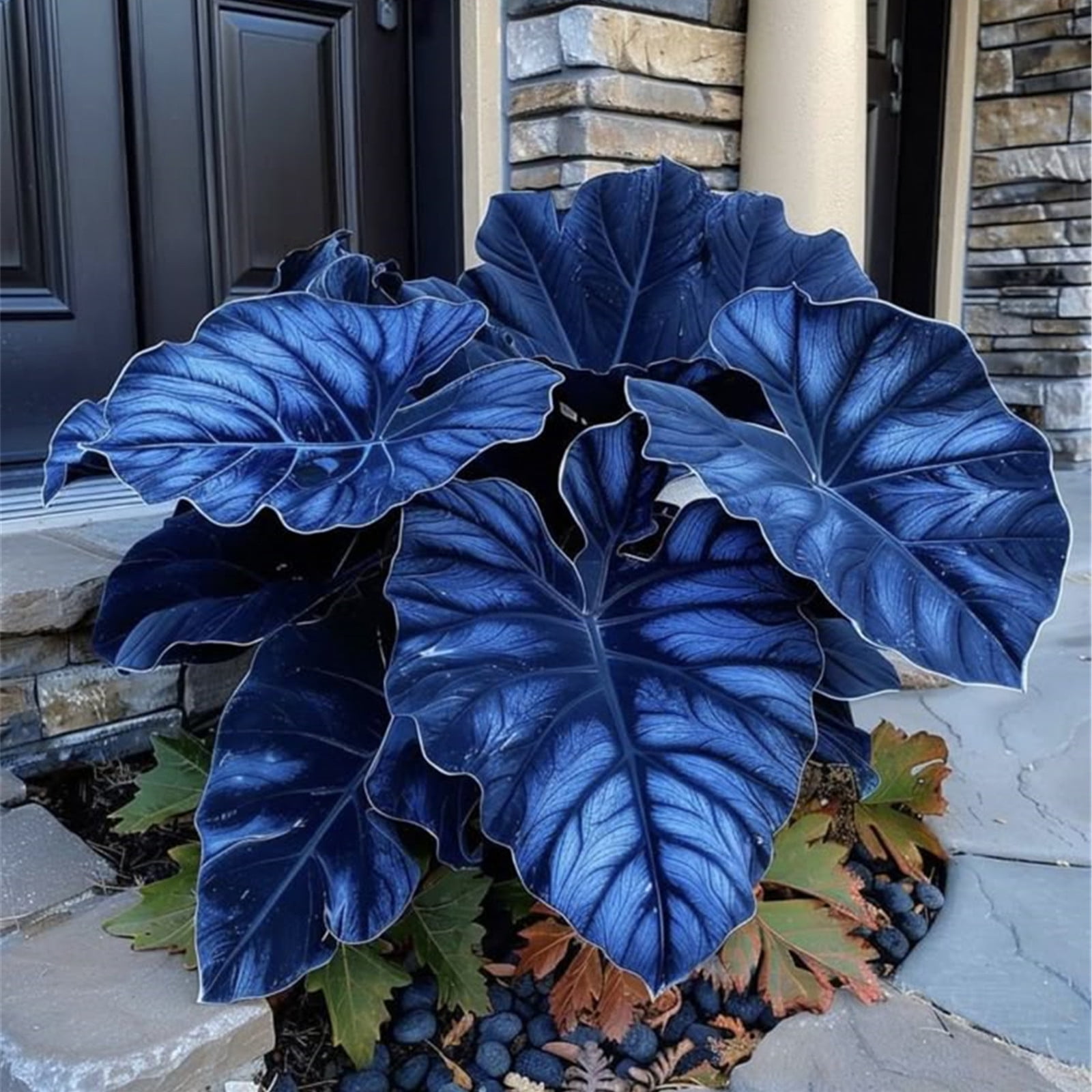 Species Elephant Ears on sale (Elephant Ears for Planting) Elephant ...