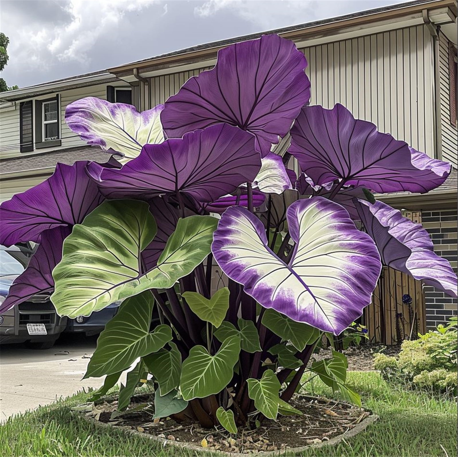 Species Elephant ear on sale Lovely Indoor Outdoor Elephant ear for ...