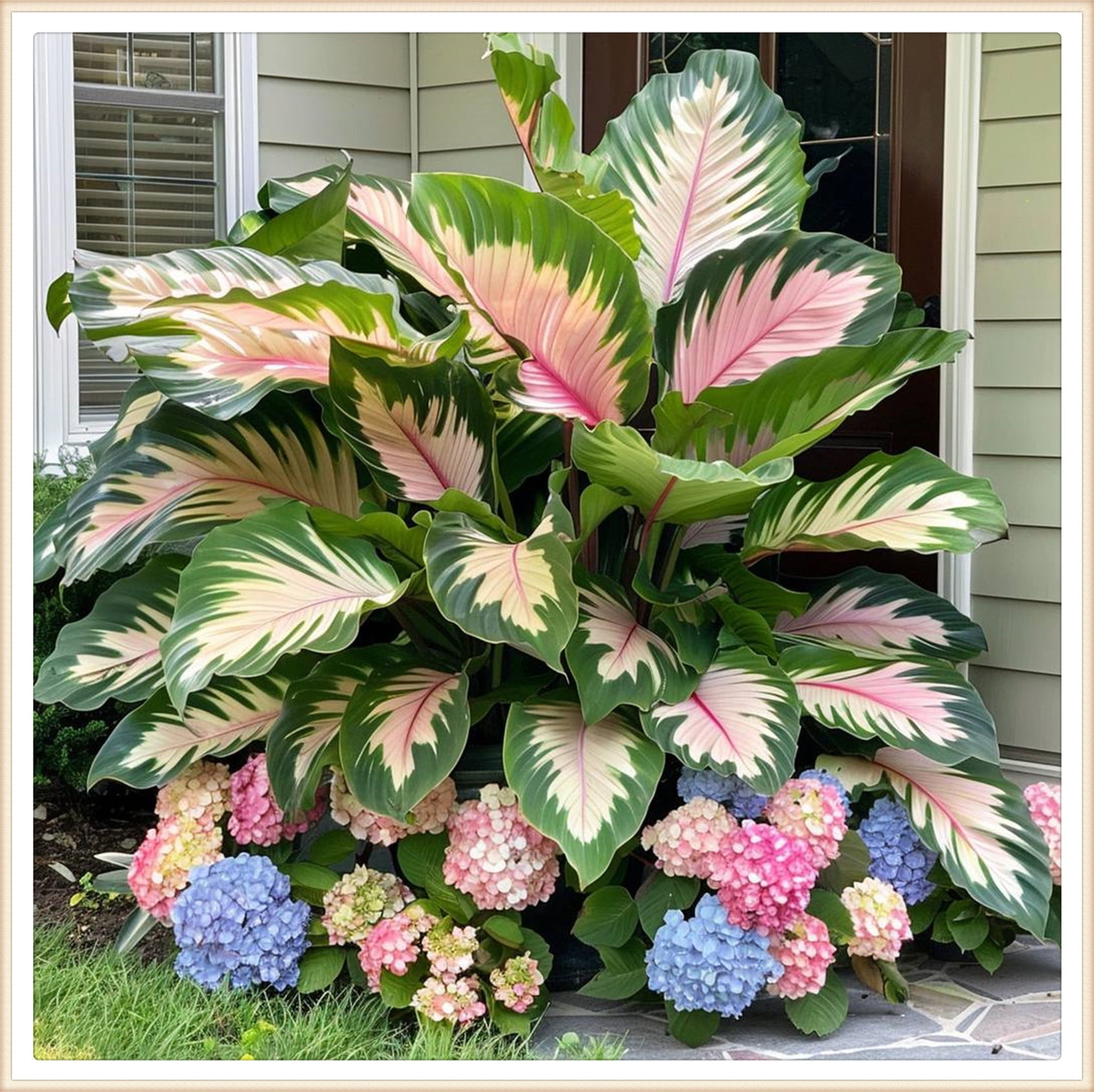 Species RARE Elephant ear for Planting Outdoor - Walmart.com