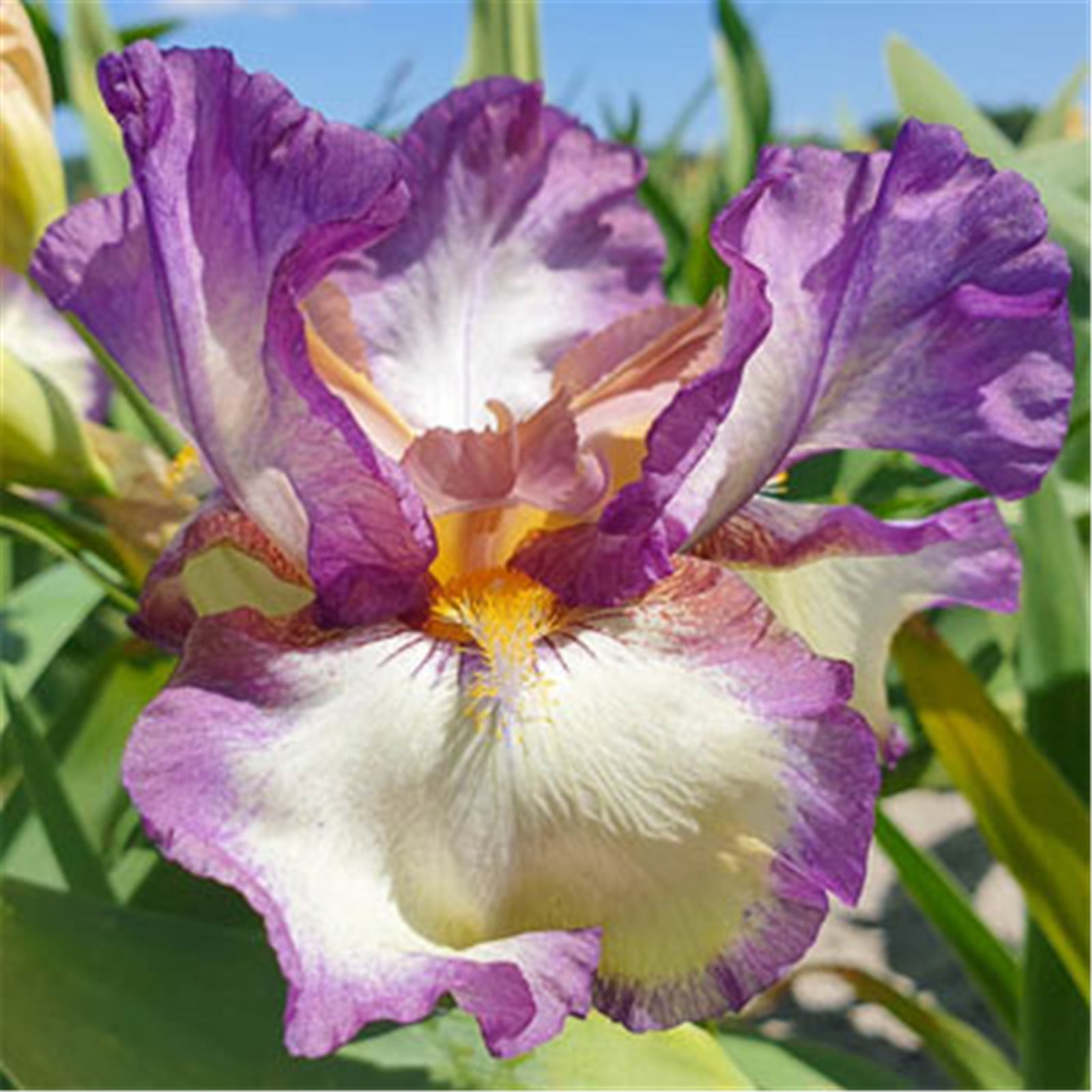 Species Rare Iris Tubers Bulk Gardening Ornaments Blooming Garden decoration - Walmart.com