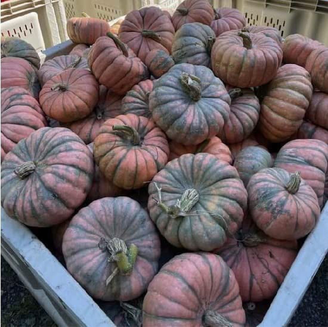 Speckled Hound Squash Seeds for Planting (10 Seeds) Black Table Squash ...