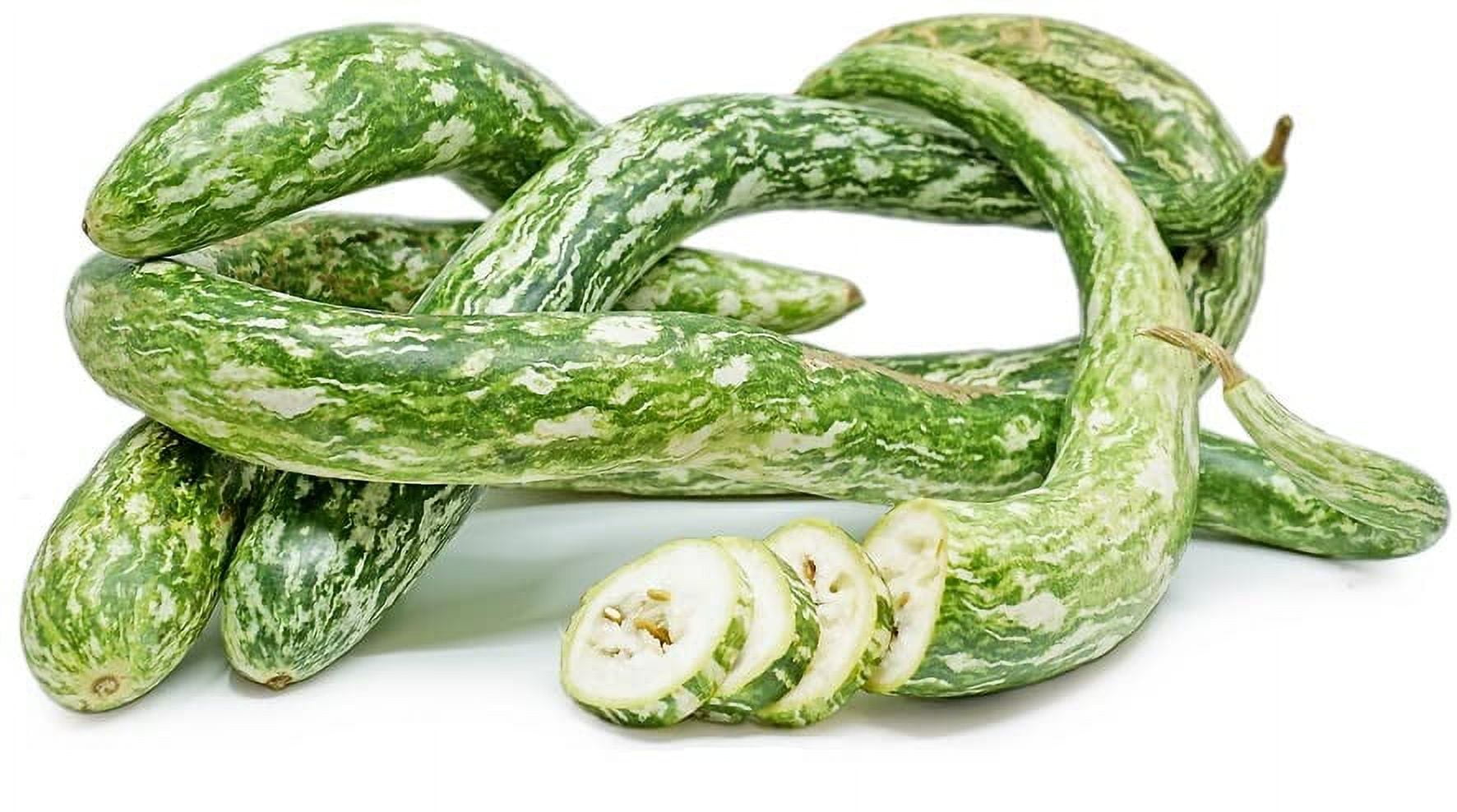 Speckled Snake Gourd Seeds for Planting (10 Seeds) - Grow Exotic 3 Foot ...