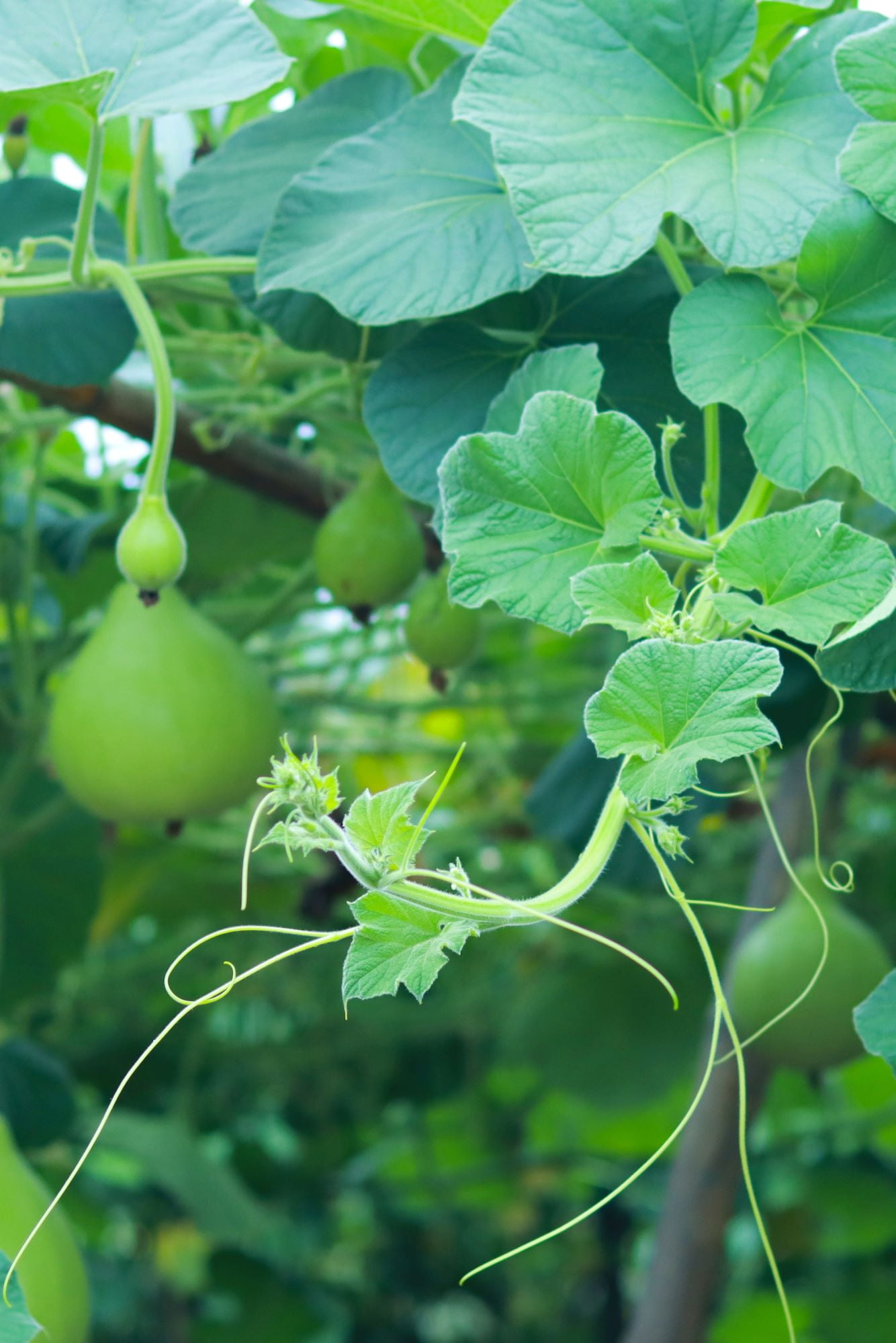 Speckled Swan Gourd Seeds/ Annual/ Full Sun/ 10 seeds 2 Grams ...