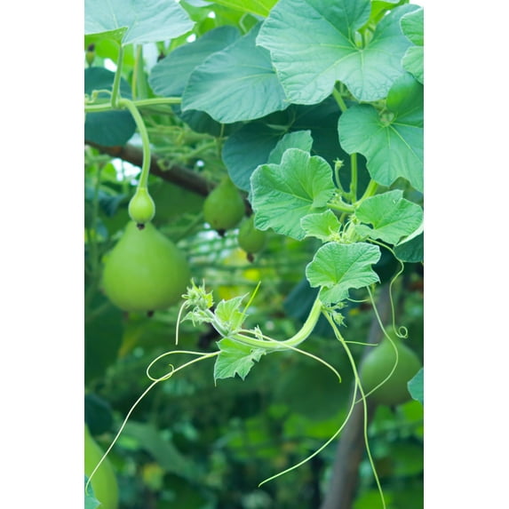 Speckled Swan Gourd Seeds/ Annual/ Full Sun/ 10 seeds 2 Grams ...