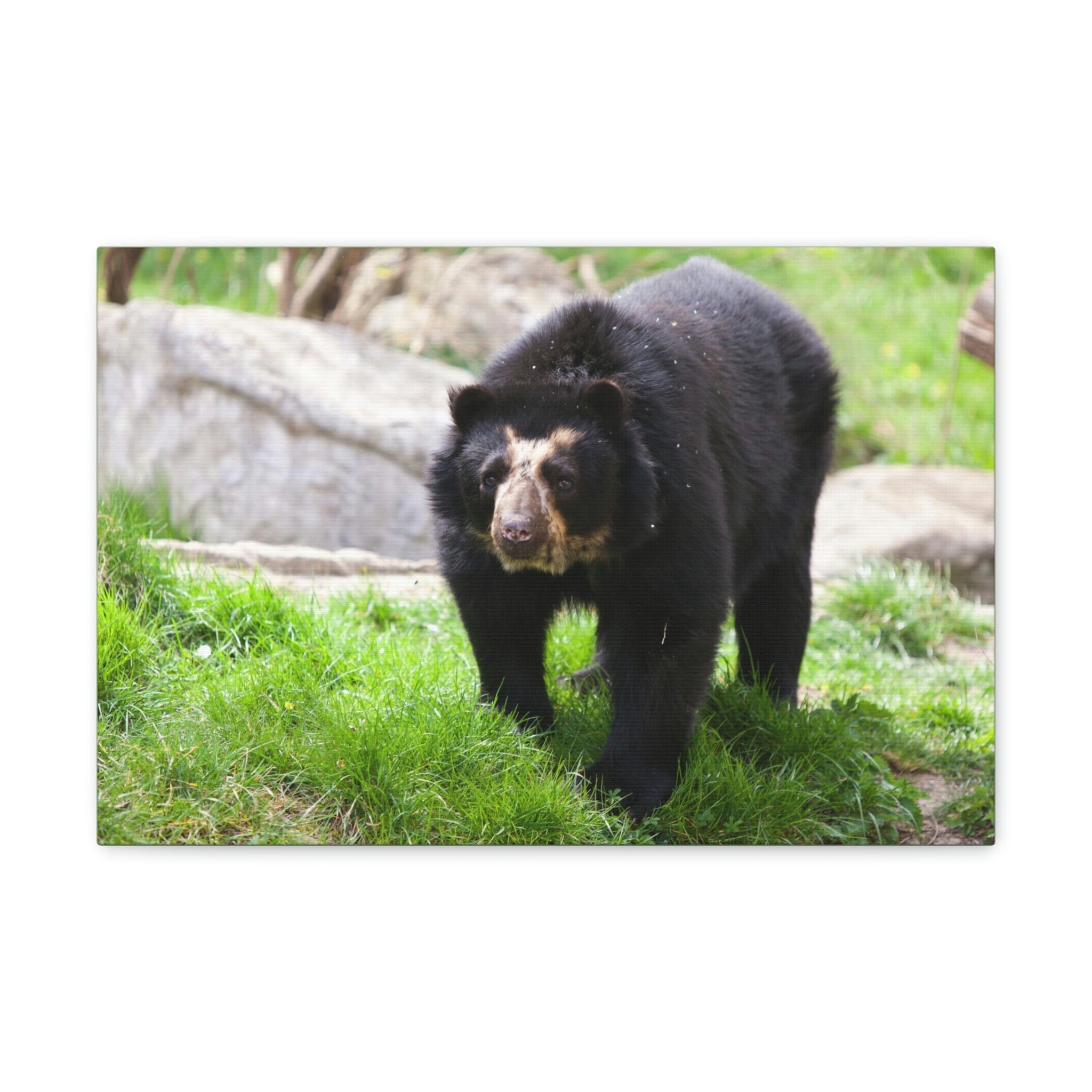 Spectacled Bear Hunting Spectacled Bear on Hunt Print Animal Wall Art ...