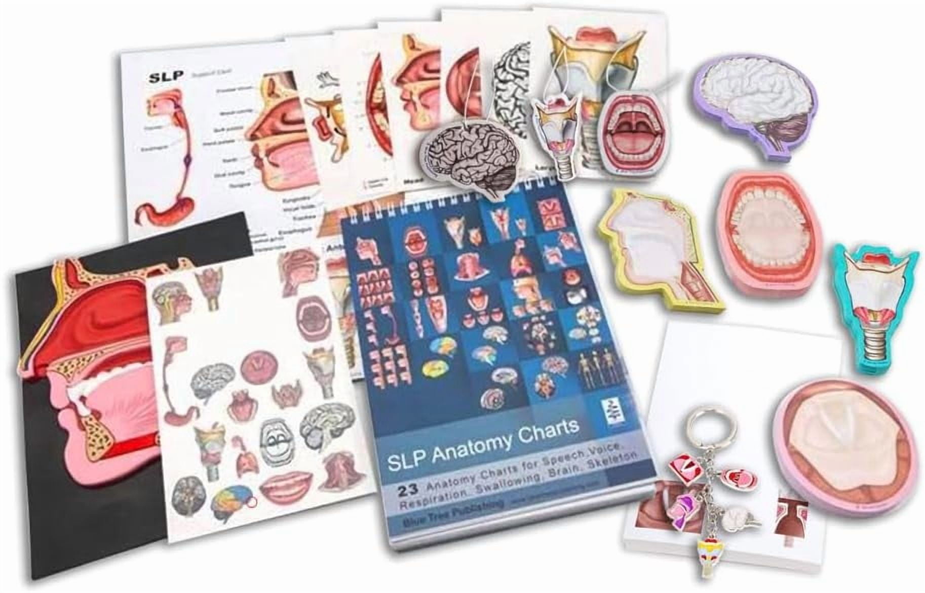 Speech Language Pathology 20 Piece Gift and Education Box Set. Brain ...