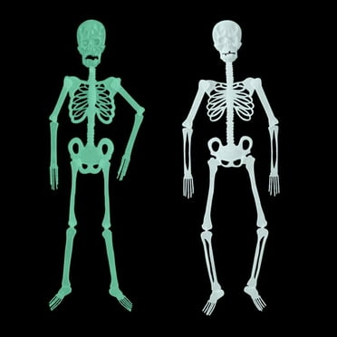 Gustave 3-Pack 5FT Poseable Human Skeleton Halloween Decoration Full ...