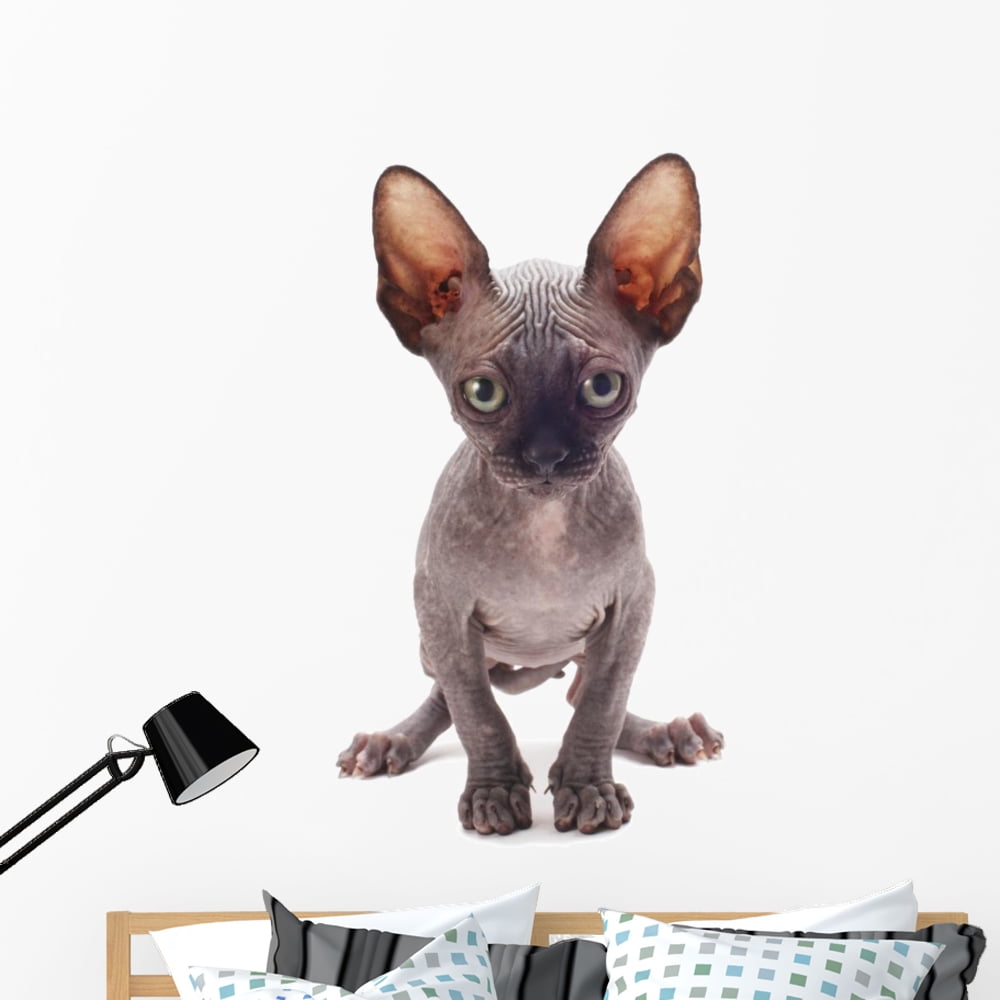 Sphinx Cat Wall Decal by Wallmonkeys Peel and Stick Graphic (48 in H x ...