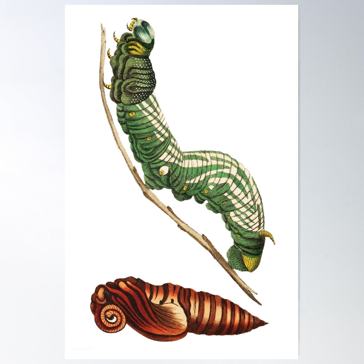 Sphinx Moth And Pupa Poster Wall Art, Modern Wall Decor For Living Room ...