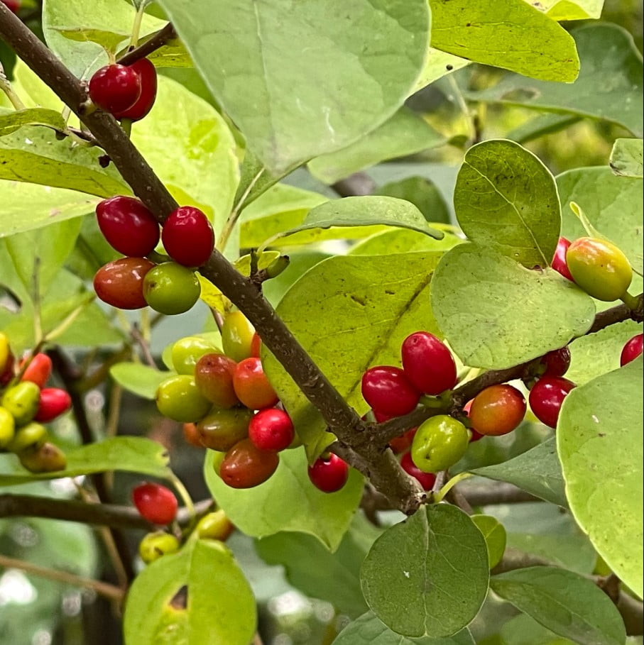 Spice Bush - Pond Berry - Lindera Benzoin Live Plant 10-14" in height ...