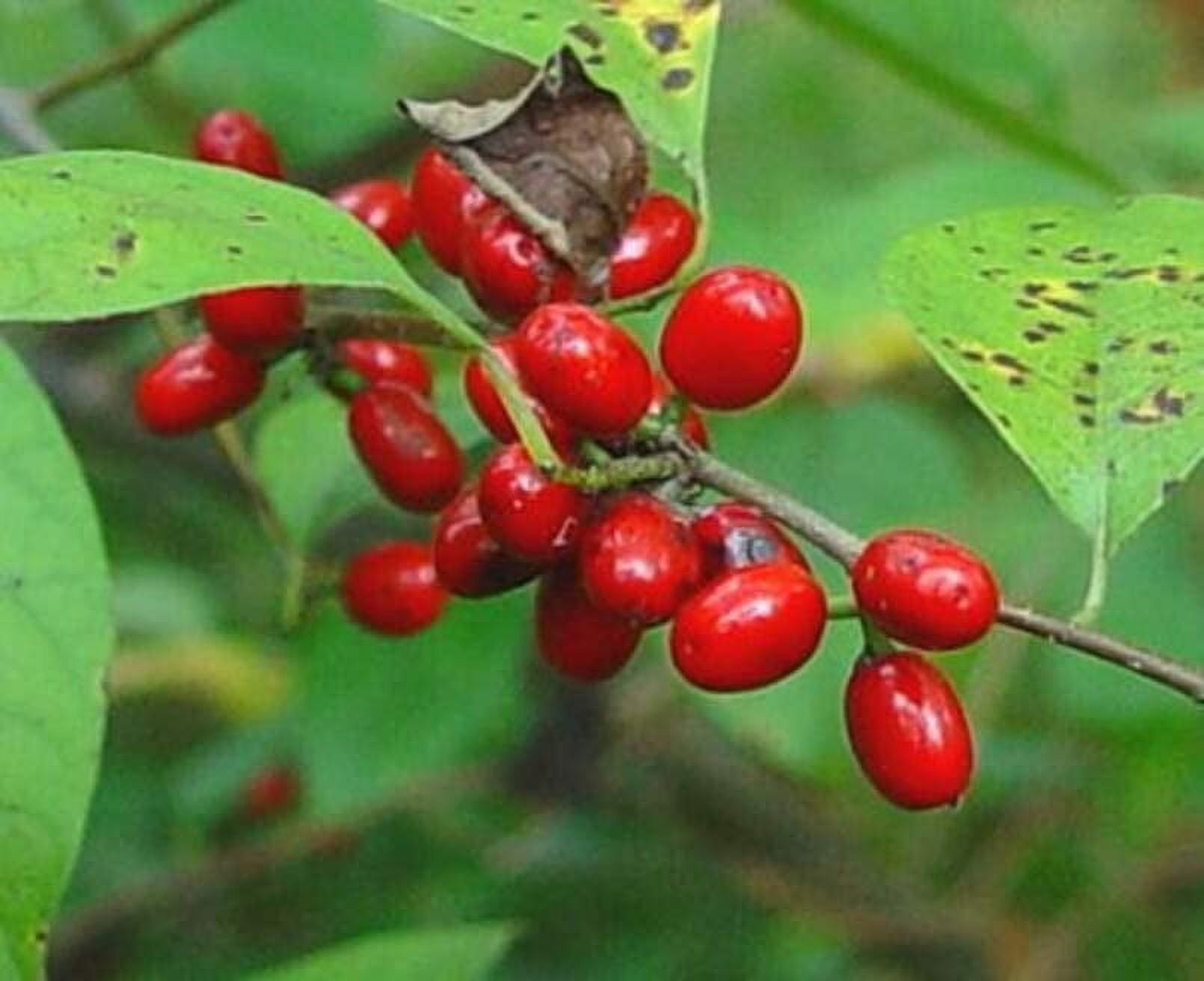 Spicebush Bush Seeds for Planting - Lindera Benzoin - Made in USA ...