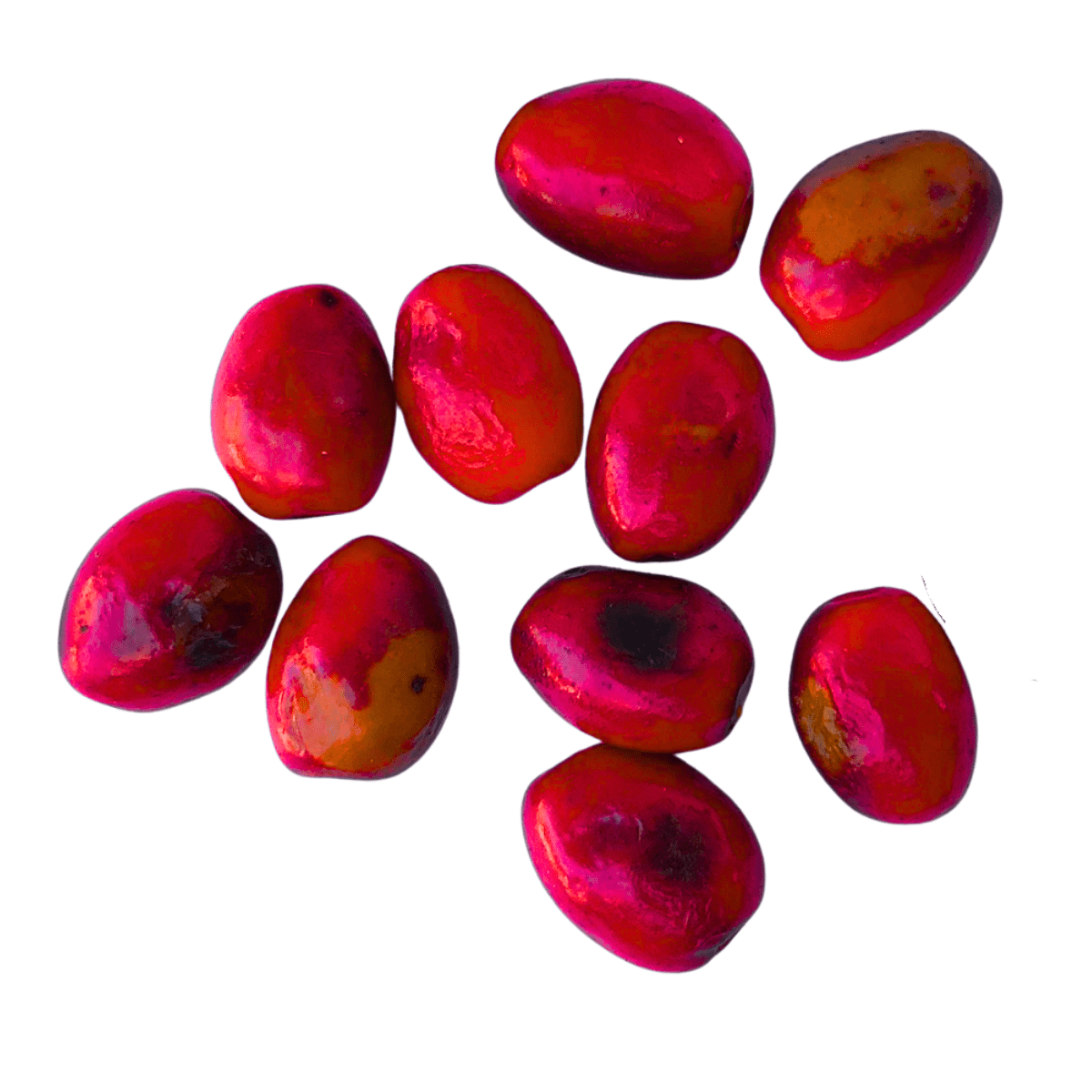 Spicebush (Lindera benzoin) 10 Organic Seeds for Planting - Wild ...