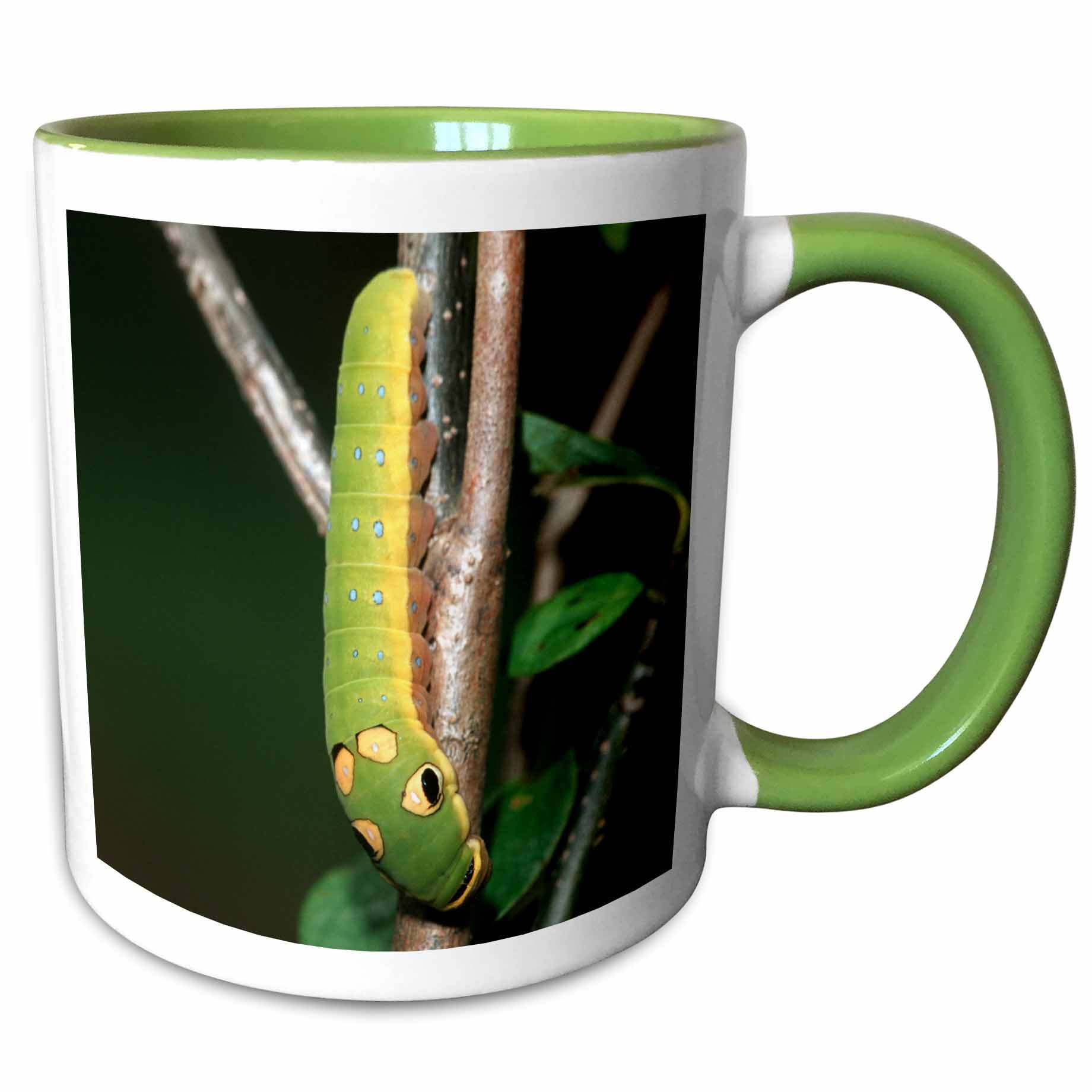 3drose, Spicebush Swallowtail Caterpillar on Spicebush, Illinois, 15oz ...