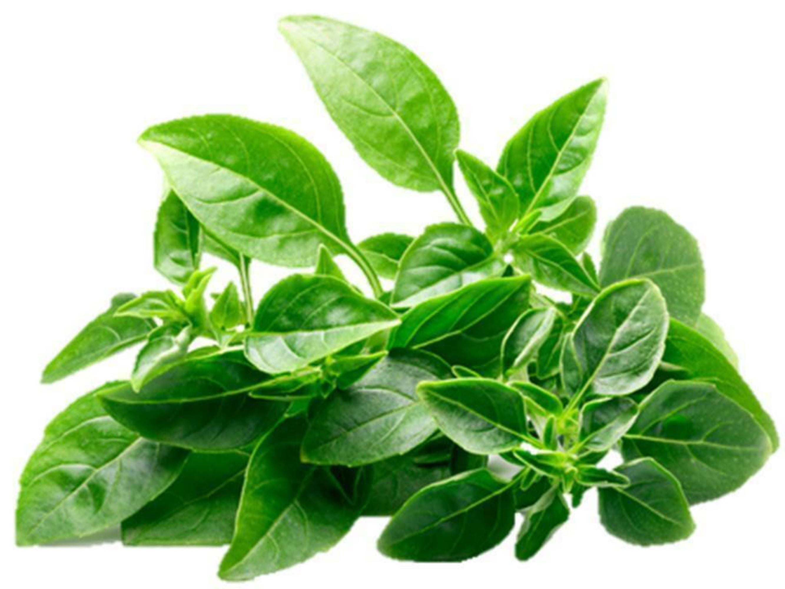 Spicy Globe Basil Seeds/ Annual/ Full Sun/ 4200 Seeds 1/4 oz/ Zellajake ...