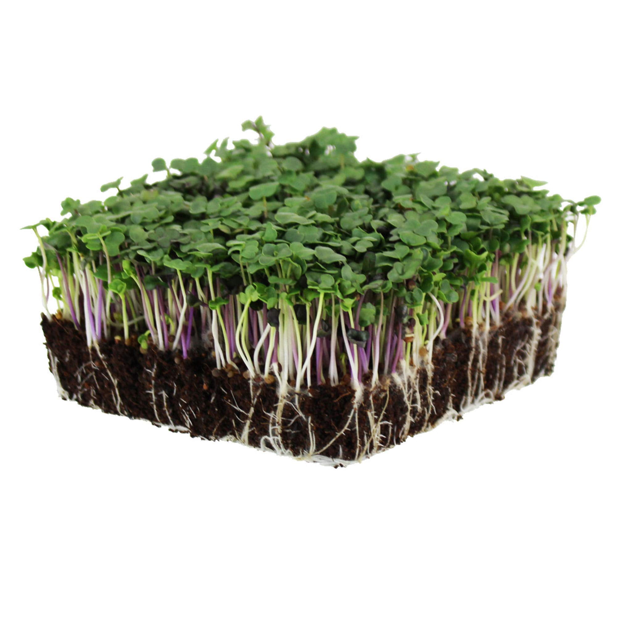 Spicy Micro Salad Mix Microgreens Seeds: 1 Lb - Non-GMO Seed Blend ...