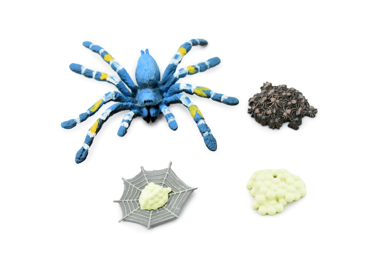 Cobalt Blue Tarantula Model, 4 Stages Lifecycle, Hand Painted Museum ...