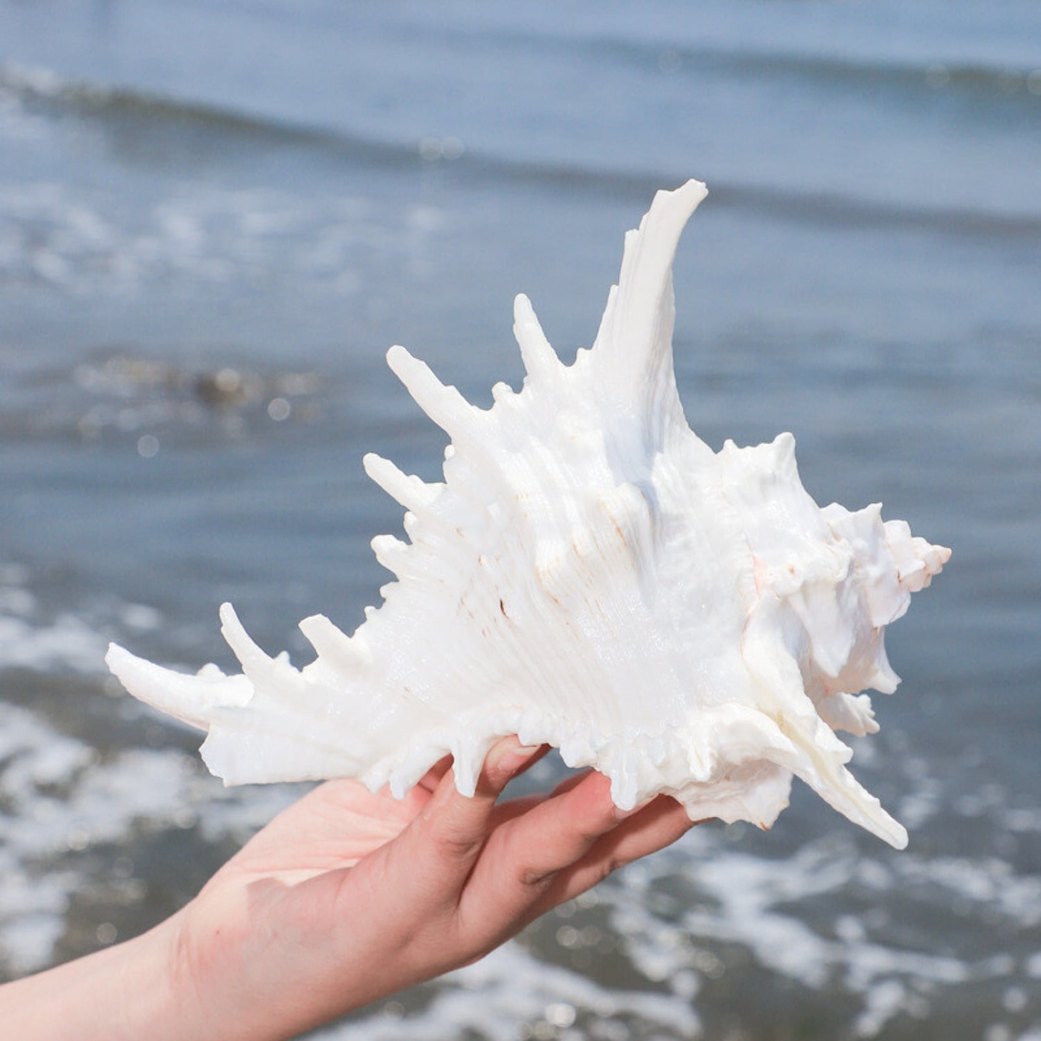 Spider Conch Shell 18 to 20cm Sea Snail Natural Shell Coastal Decor ...