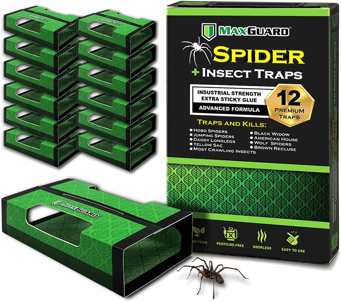 Spider + Insect Traps (12 pcs Box Trap) | Non-Toxic Extra Sticky Glue ...