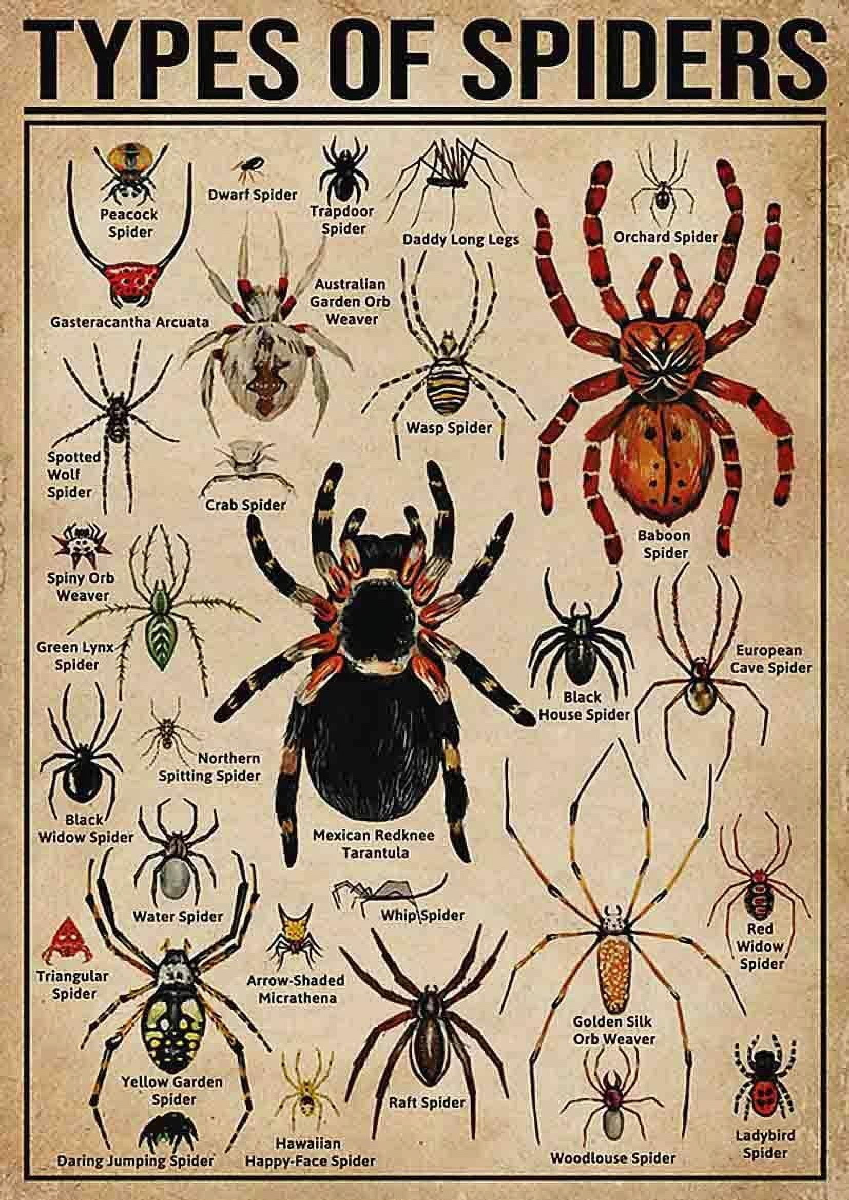 Spider Knowledge Metal Tin Signs Types Of Spiders Retro Posters Home ...