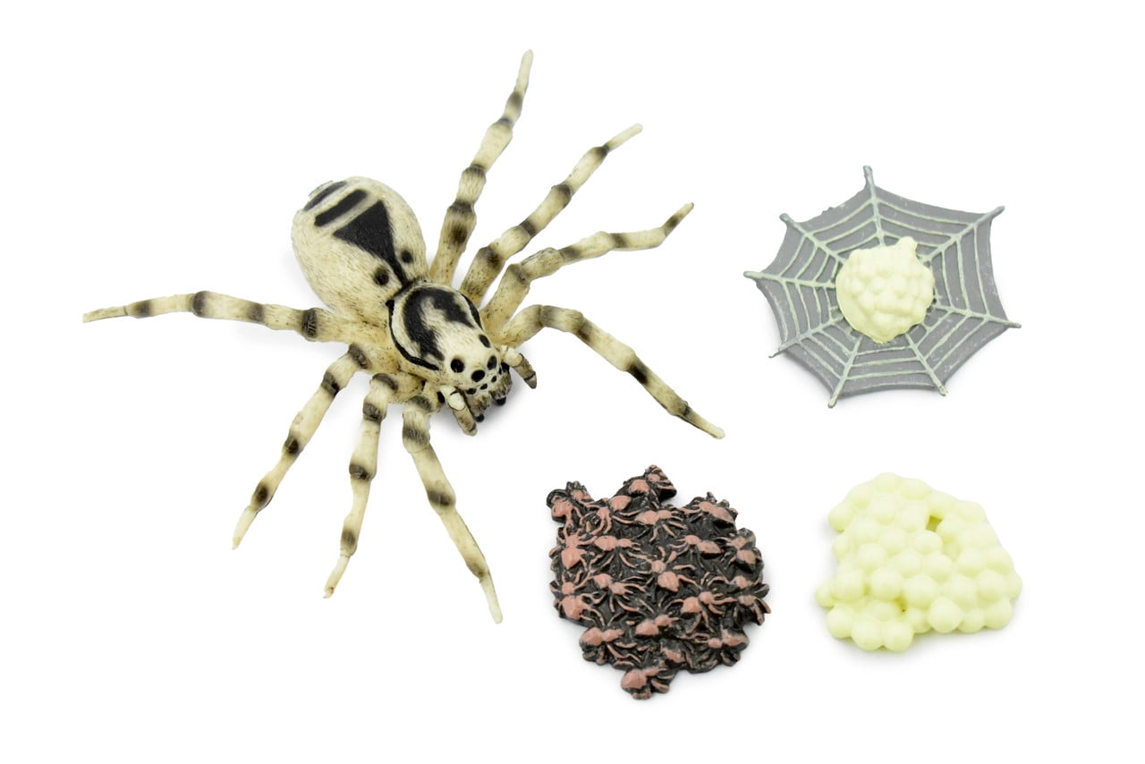 Spider, Life Cycle of a Wolf Spider, 4 Stages, Museum Quality, Hand ...