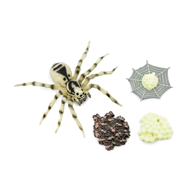 Spider, Life Cycle of a Wolf Spider, 4 Stages, Museum Quality, Hand ...