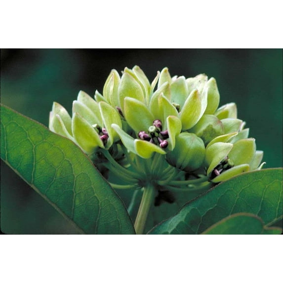 Spider Milkweed Native Seeds for Planting (50 Seeds) - Asclepias ...