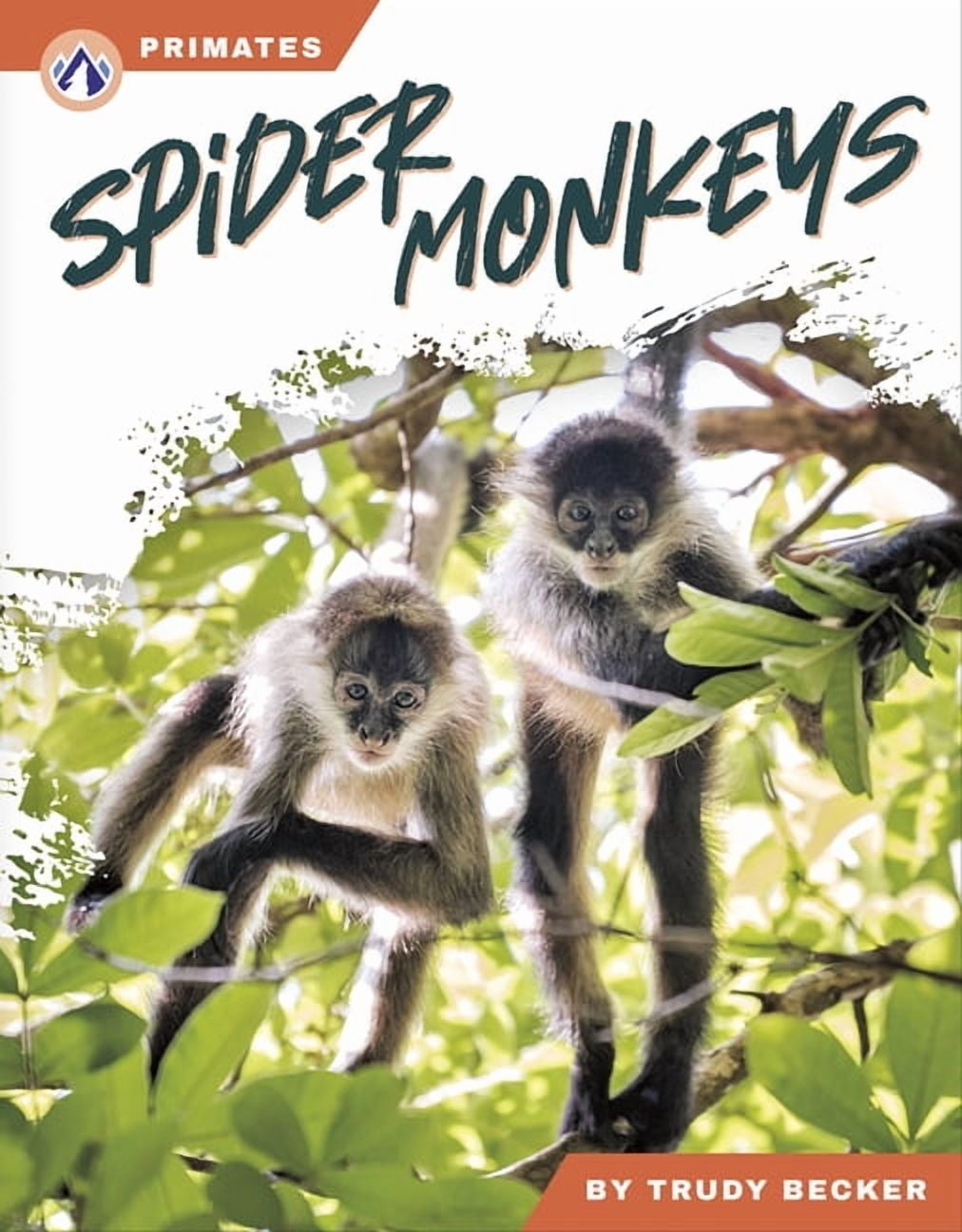 Spider Monkeys, (Paperback) - Walmart.com