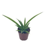 Spider Plant, Chlorophytum comosum, Limited, in a 2 inch Pot Tiny Mini ...