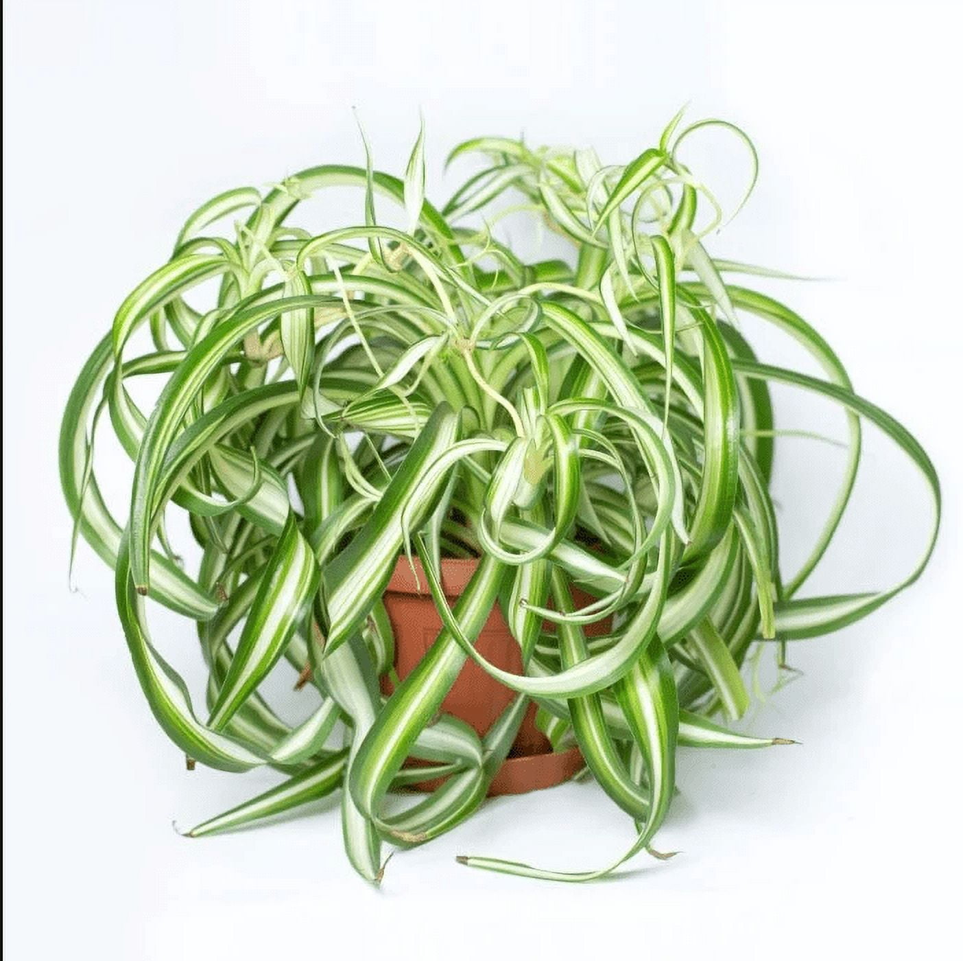 Spider Plant, Curly Spider Plant Live Indoor Houseplant 2 Inches Potted ...