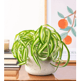 Spider Plant Live for Planting, Variegated Ocean Spider Plant, 10 Inch ...