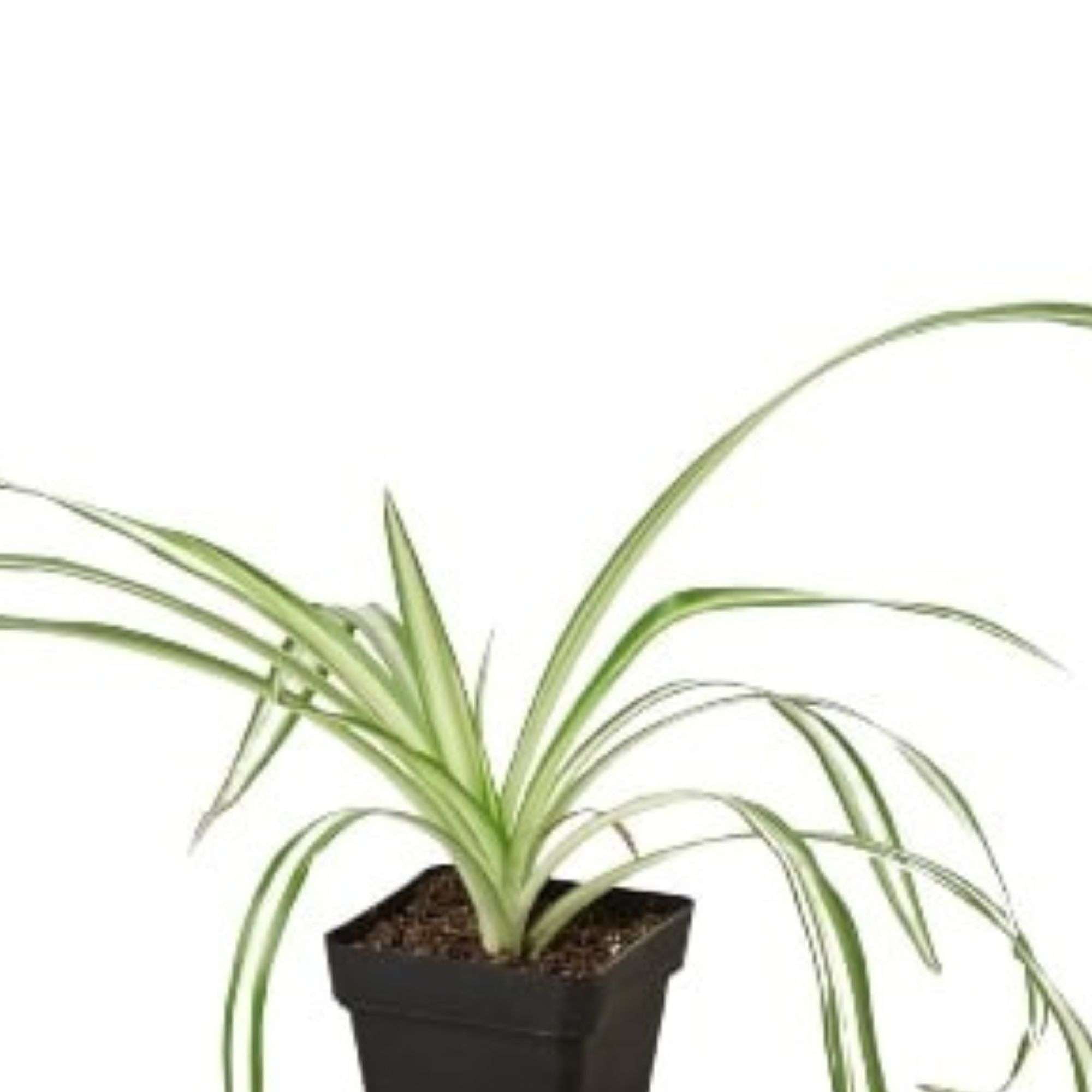 Spider Plant Reverse Live Plant for Indoor | Different Houseplants in 3 ...