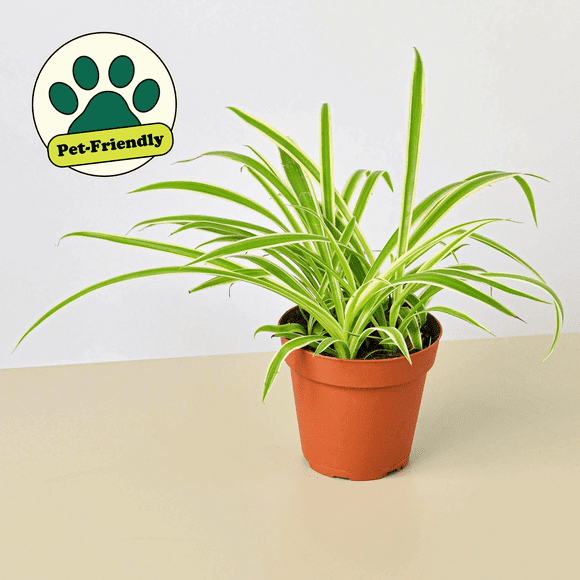 Fire Flash Spider Plant