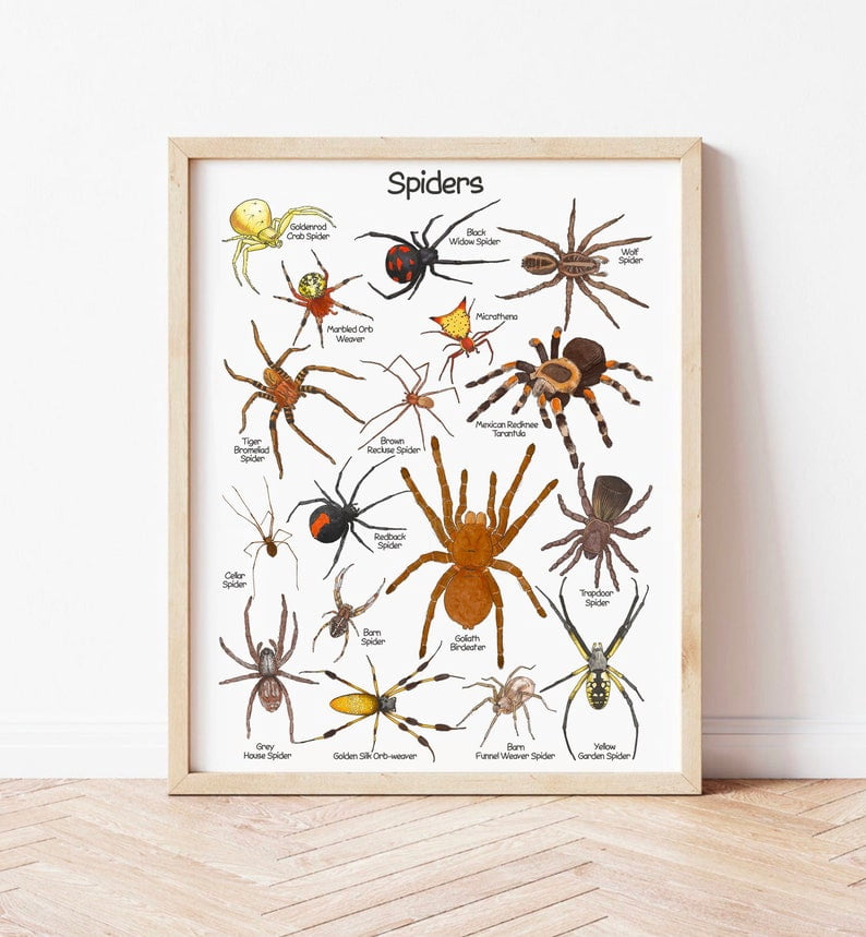 Spider Poster Educational Classroom Decor Halloween Wall Art Playroom ...