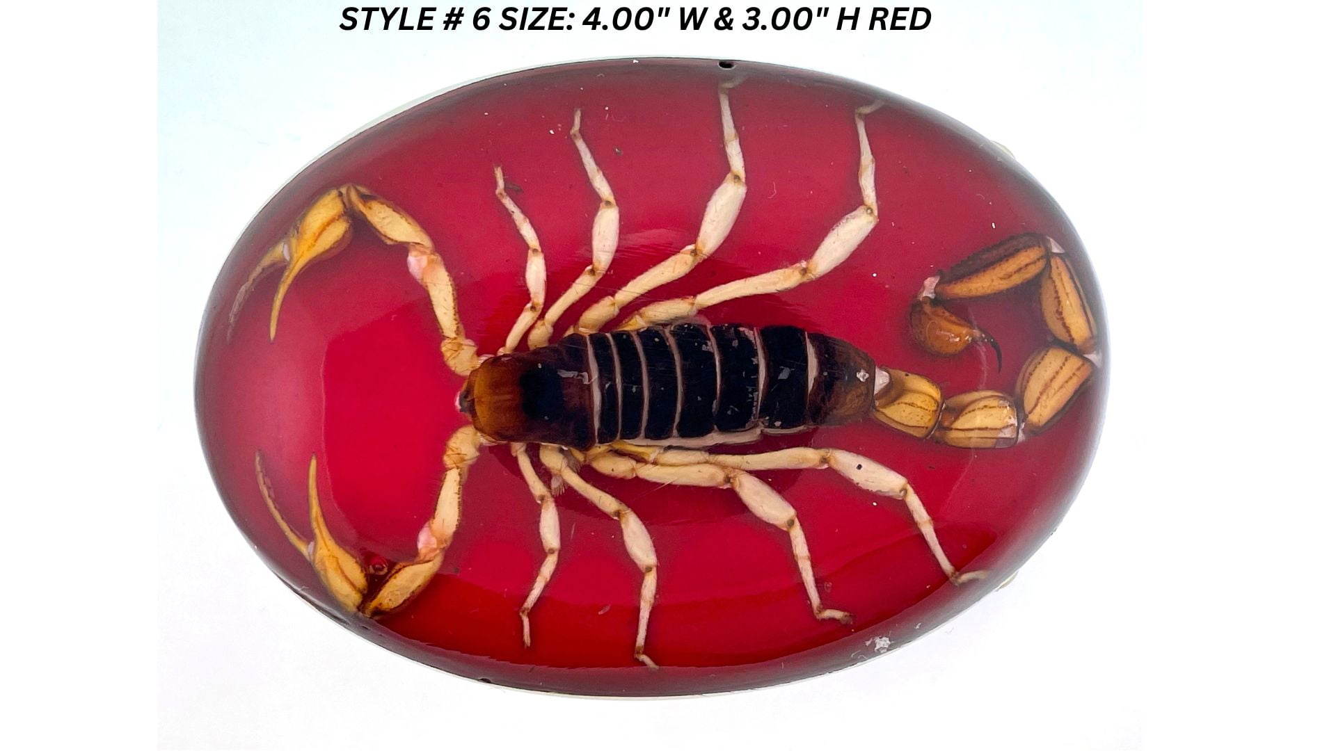 Spider Real Insect Belt Buckle Red Western Cowboy Rodeo Style Fashion ...