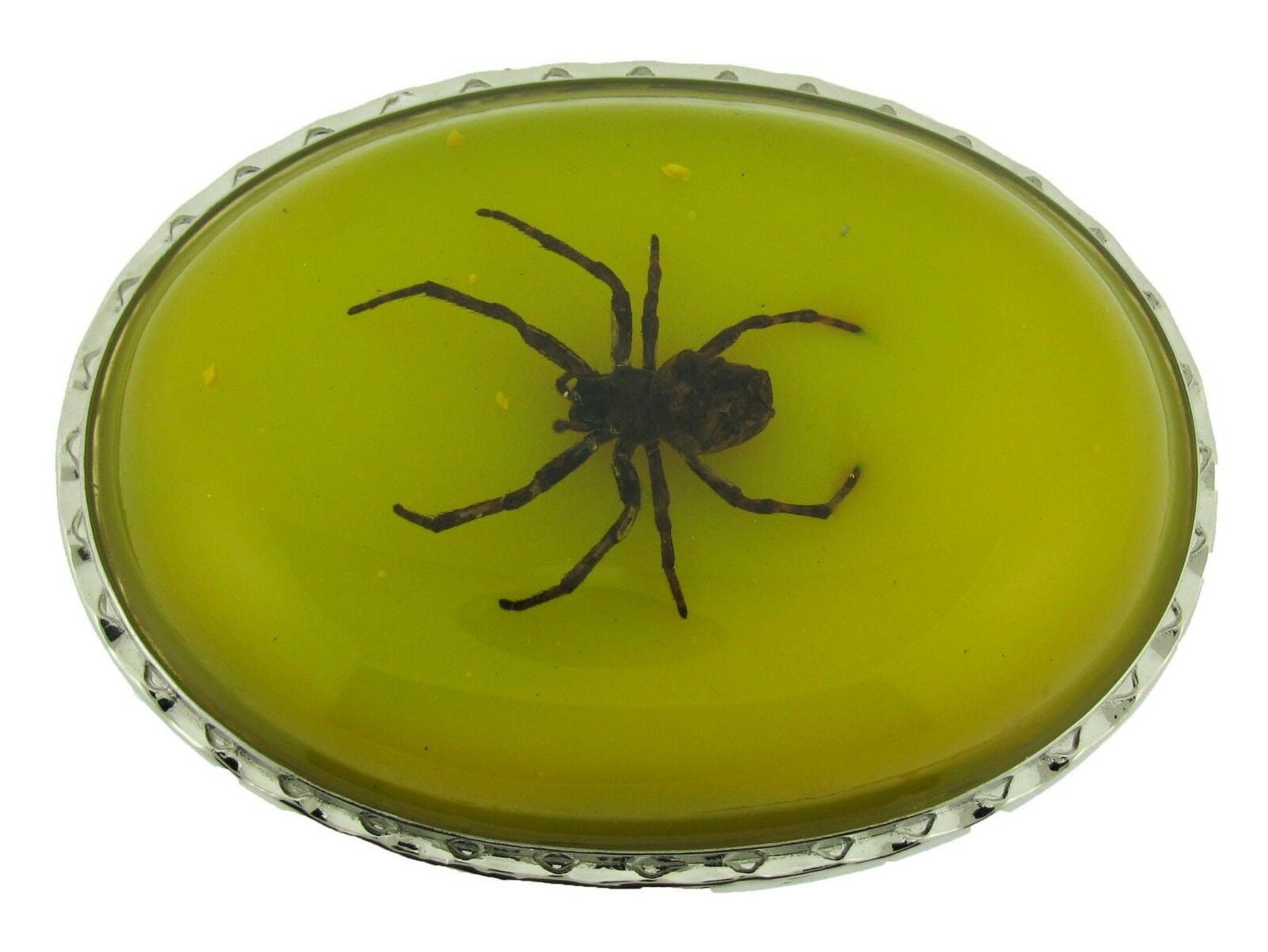 Spider Real Insect Belt Buckle Yellow Western Cowboy Rodeo Style ...