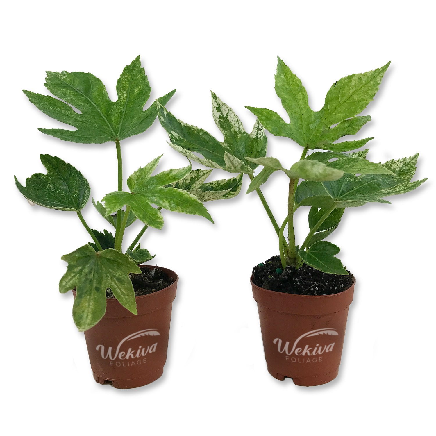 Spider Web Aralia - 2 Live Plants in 2 Inch Pots - Fatsia Japonica ...