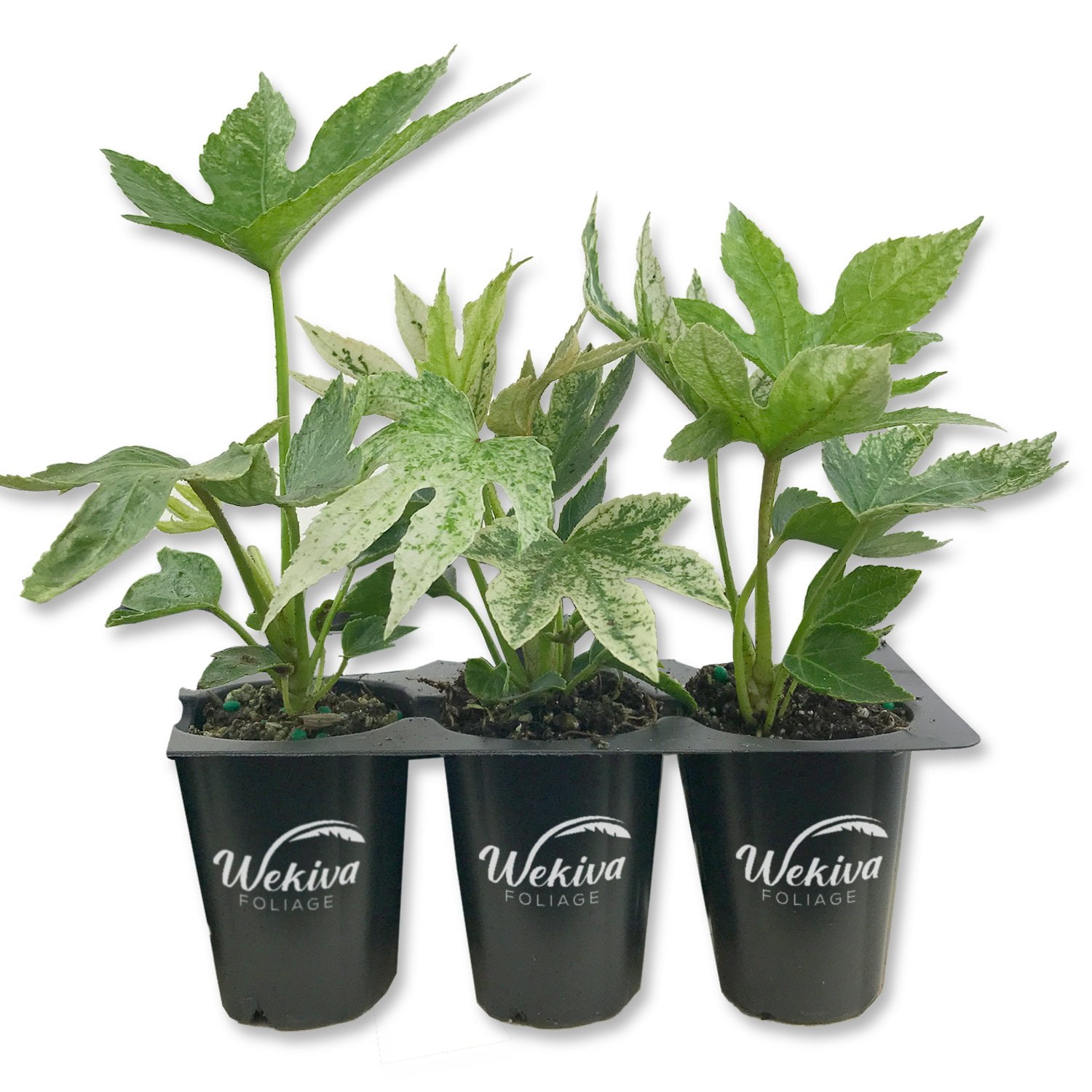 Spider Web Aralia - 3 Live Plants in 2 Inch Pots - Fatsia Japonica ...