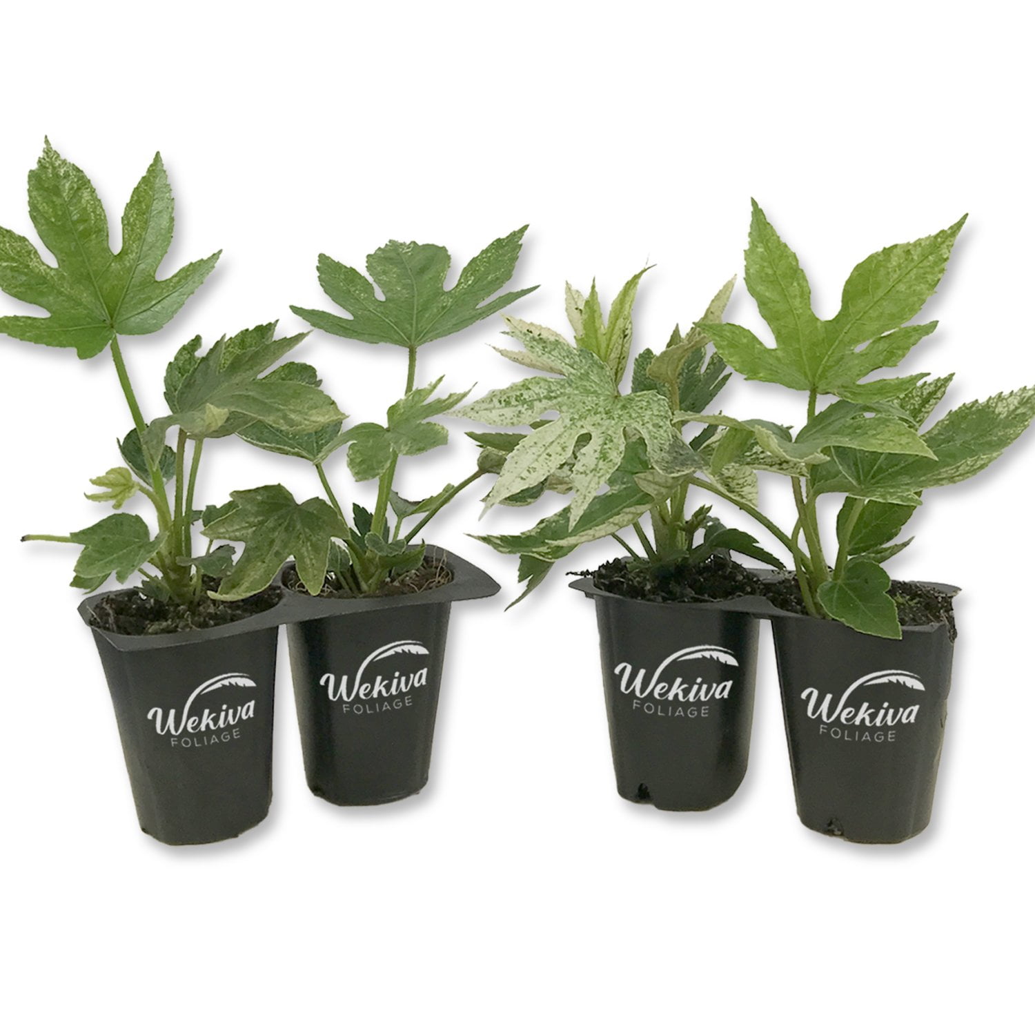 Spider Web Aralia - 4 Live Plants in 2 Inch Pots - Fatsia Japonica ...