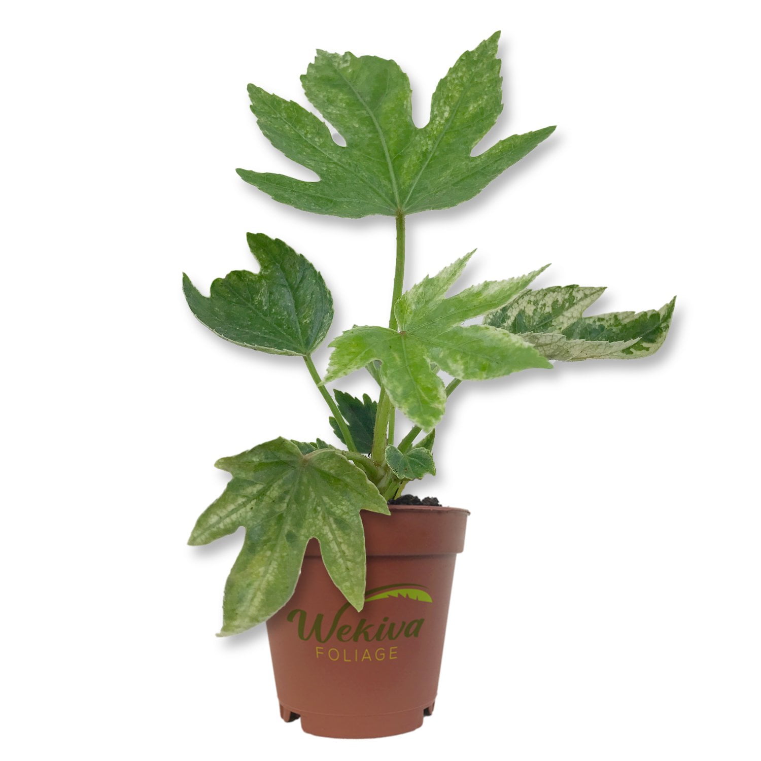 Spider Web Aralia - Live Plant in a 2 Inch Pot - Fatsia Japonica ...