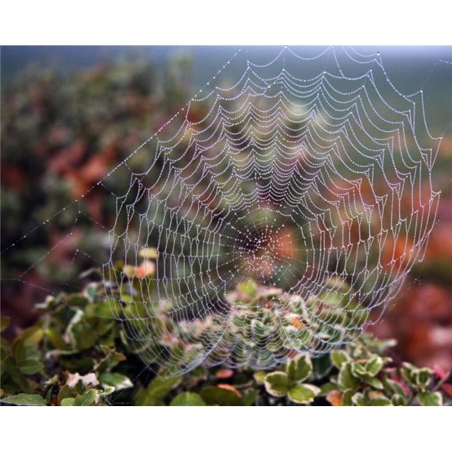 Spider Web with Dew Poster Print by Natural Selection Craig Tuttle, 34 ...