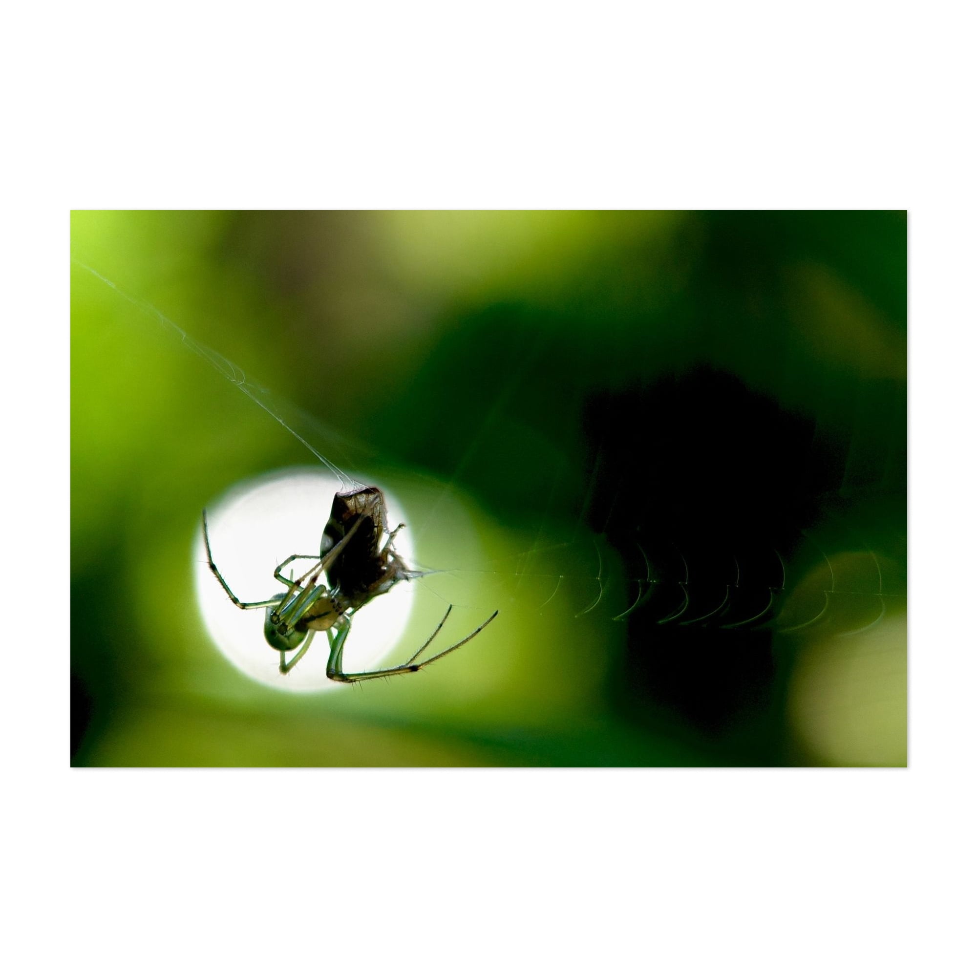 Spider and Prey 01 - Scranton Pennsylvania Photography Nature Forest Insect Wildlife Unframed ...