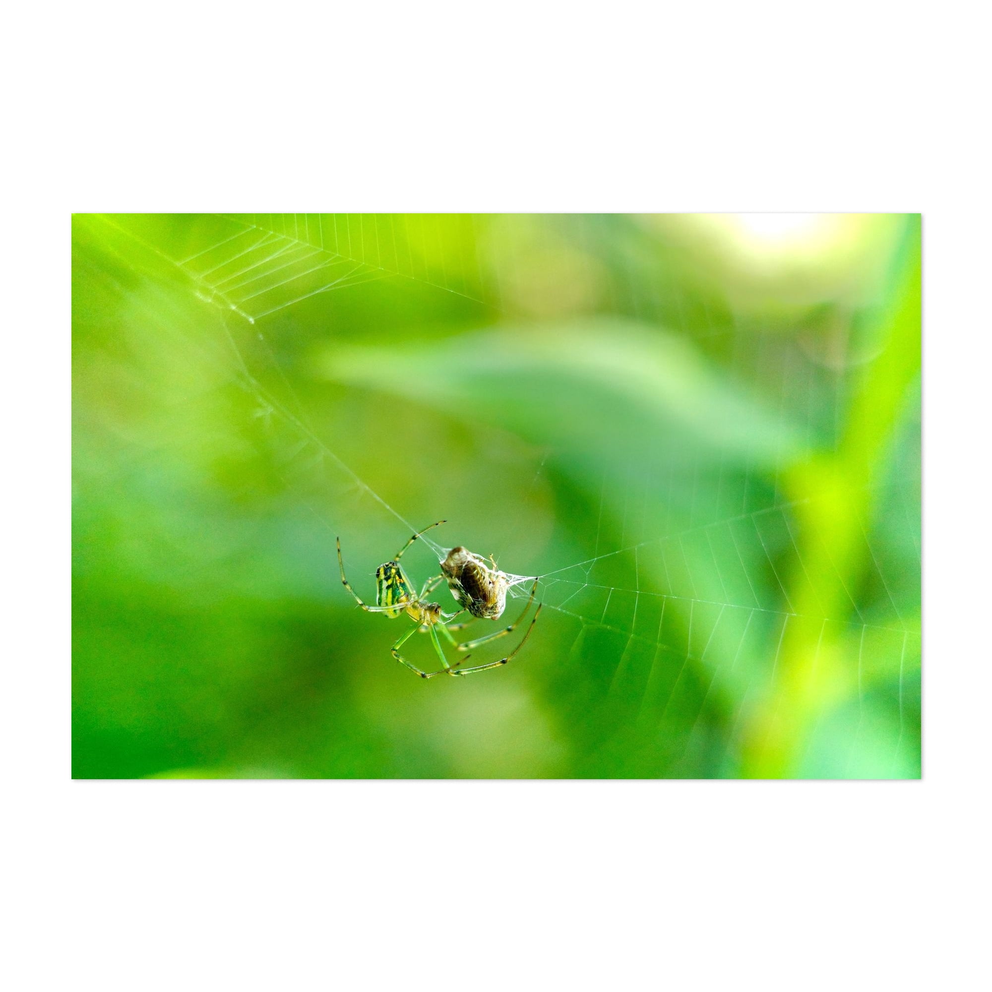 Spider and Prey Wrapping 01 - Scranton Pennsylvania Photography ...