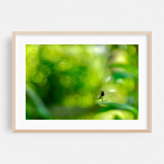 Spider and Web 01 - Scranton Pennsylvania Photography Oak Framed Wall ...