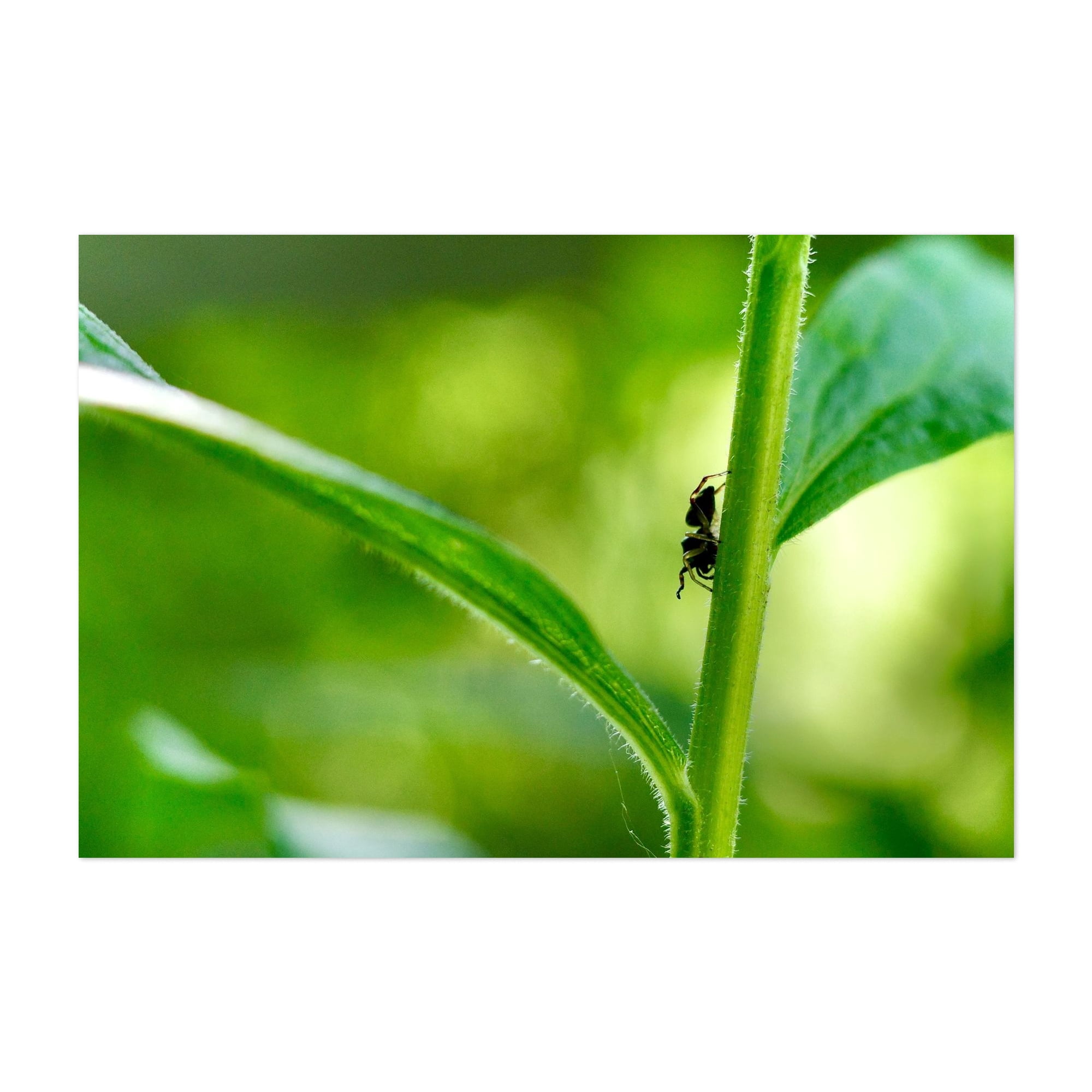 Spider on the Hunt 01 - Scranton Pennsylvania Photography Unframed Wall ...