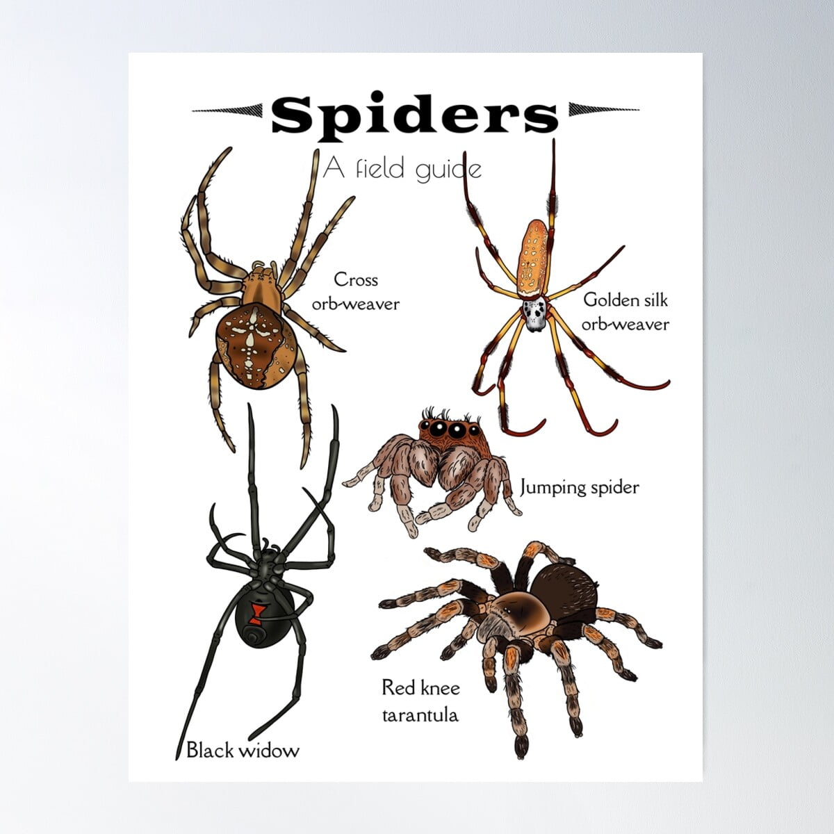 Spiders: A Field Guide Poster Wall Art, Modern Wall Decor For Living ...