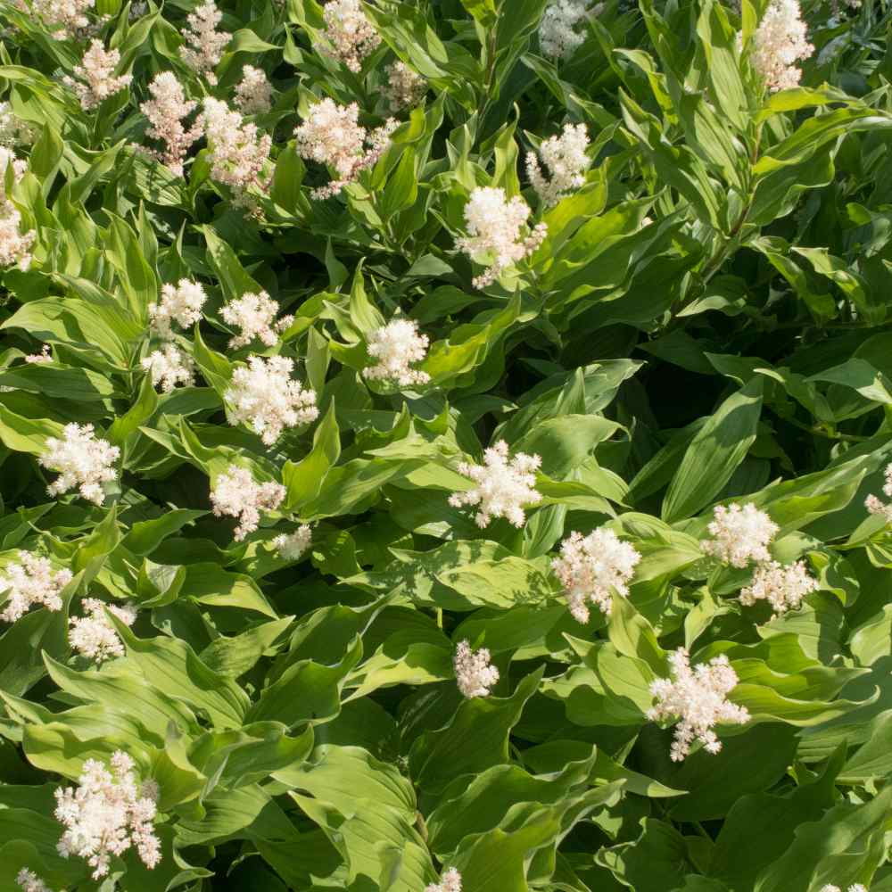 Spikenard Seeds - American Spikenard Herb Seed - 500 Seeds - Walmart.com