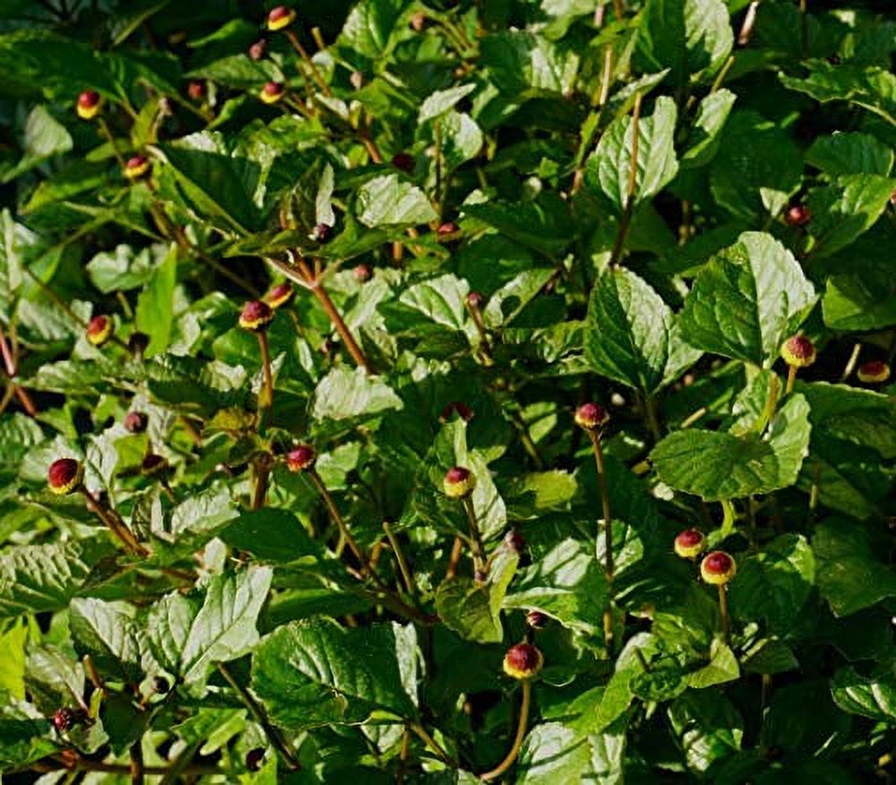 Spilanthes Flower Plant (Buzz Button- Acmella oleracea) Grow Kit: Open/Water/Enjoy - Walmart.com