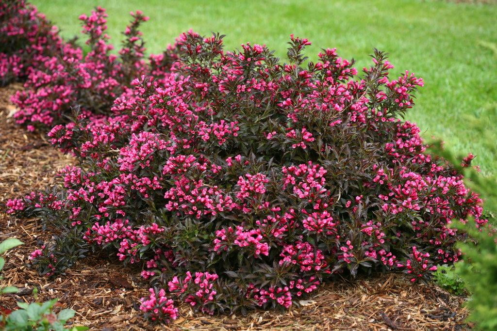 RedCrocus Weigela florida Spilled Wine - Bright Foliage & Pink Blooms ...