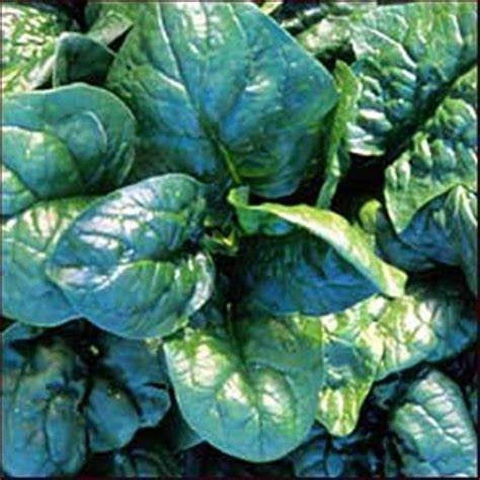 Spinach, Bloomsdale Long Standing Spinach Seeds, Heirloom, Non GMO, 200 ...