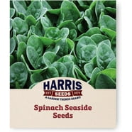 Monkey Flower - Mimulus ringens - 50 Seeds - Walmart.com